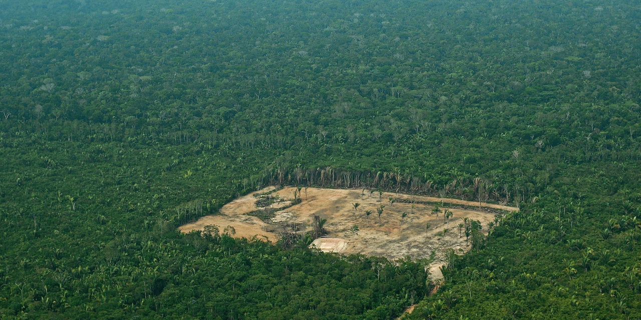WWF : "La déforestation se poursuit à des rythmes alarmants depuis 14 ans"