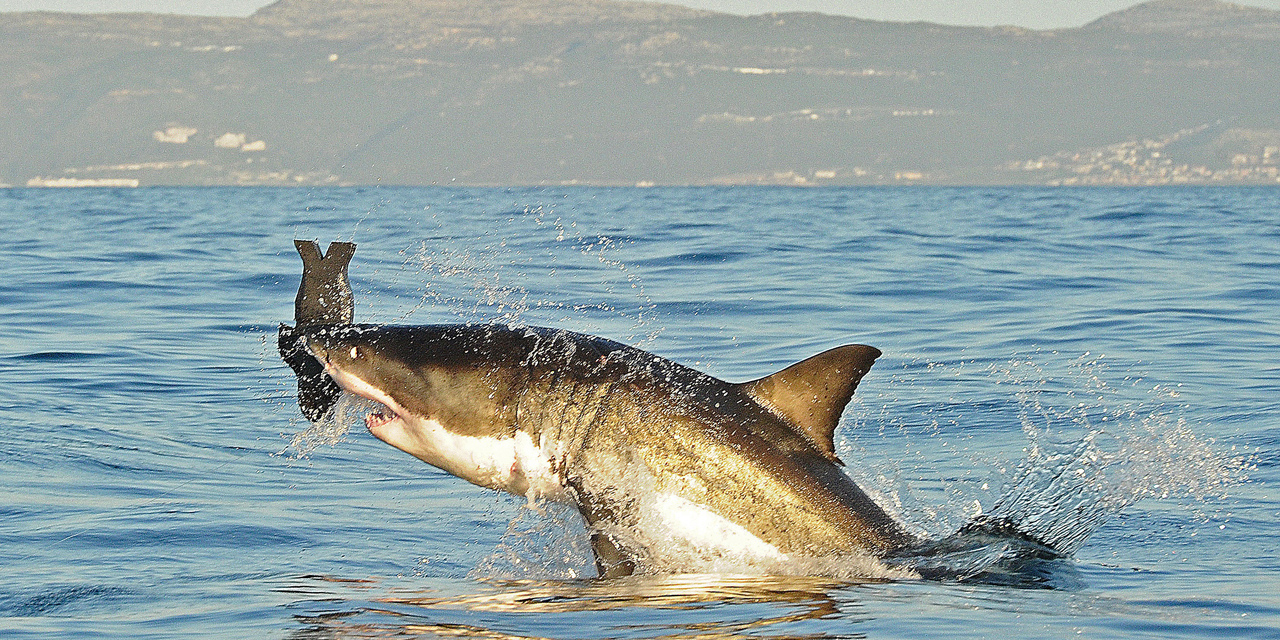 Les grands requins blancs d'Afrique du Sud menacés d'extinction Les grands requins blancs d'Afrique du Sud menacés d'extinction