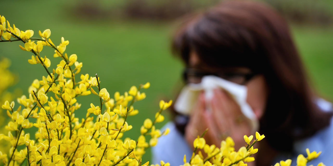Allergie aux pollens : les bons gestes à adopter