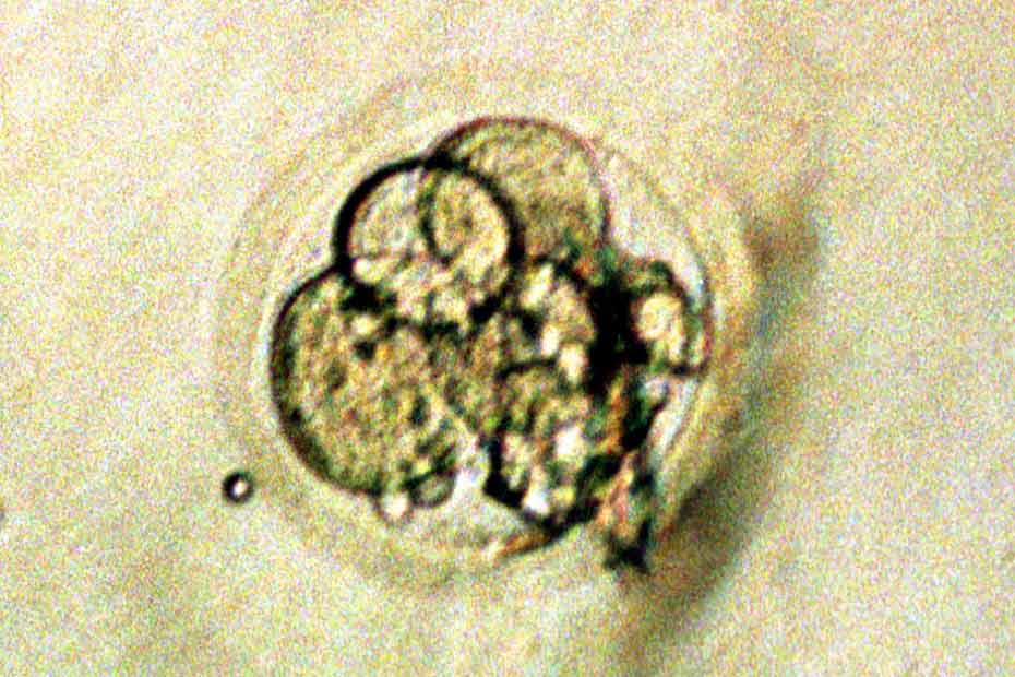 Fertilité : le secret de l'ovule dévoilé