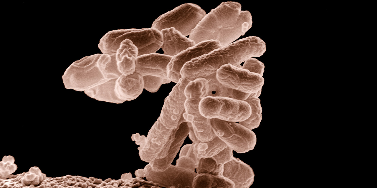La greffe de matière fécale de plus en plus prise au sérieux