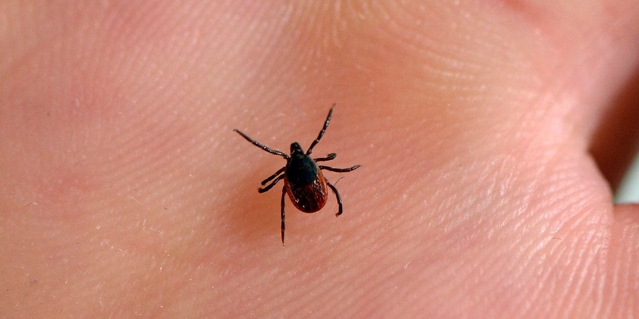 Tiques : comment agir pour éviter la maladie de Lyme