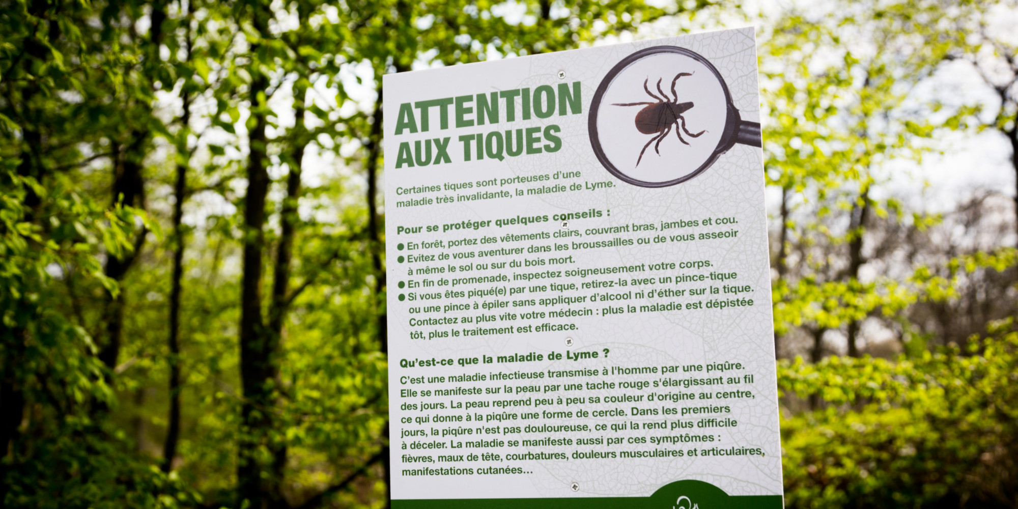 Tiques en forêt : quelles sont les précautions à prendre et que faire ...