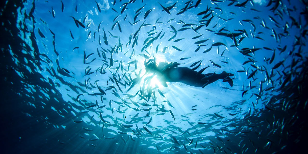 Drôme : réintroduction de 30.000 poissons en danger d'extinction