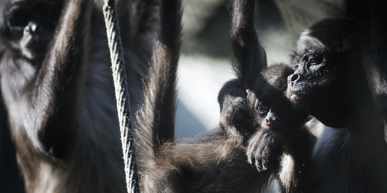 La moitié des primates dans le monde au bord de l'extinction