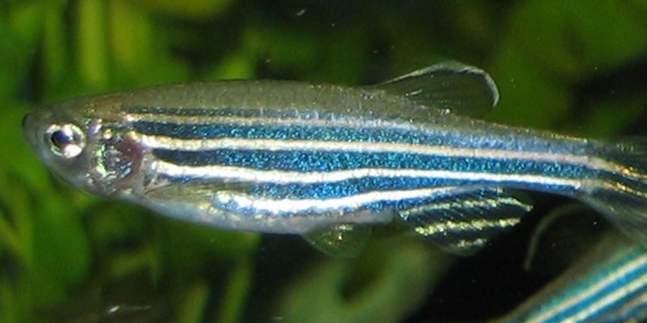 Le poisson zèbre peut-être la clé d'un traitement réparateur de la ...
