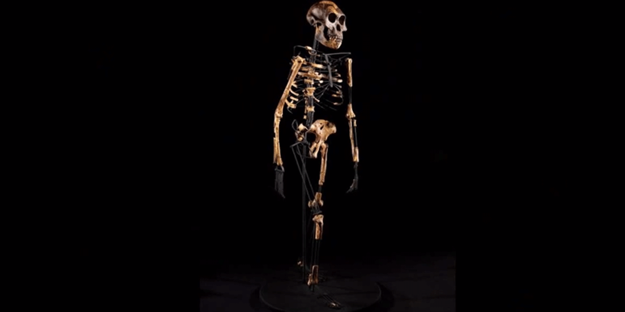 Lucy a 40 ans : les enjeux d'une découverte