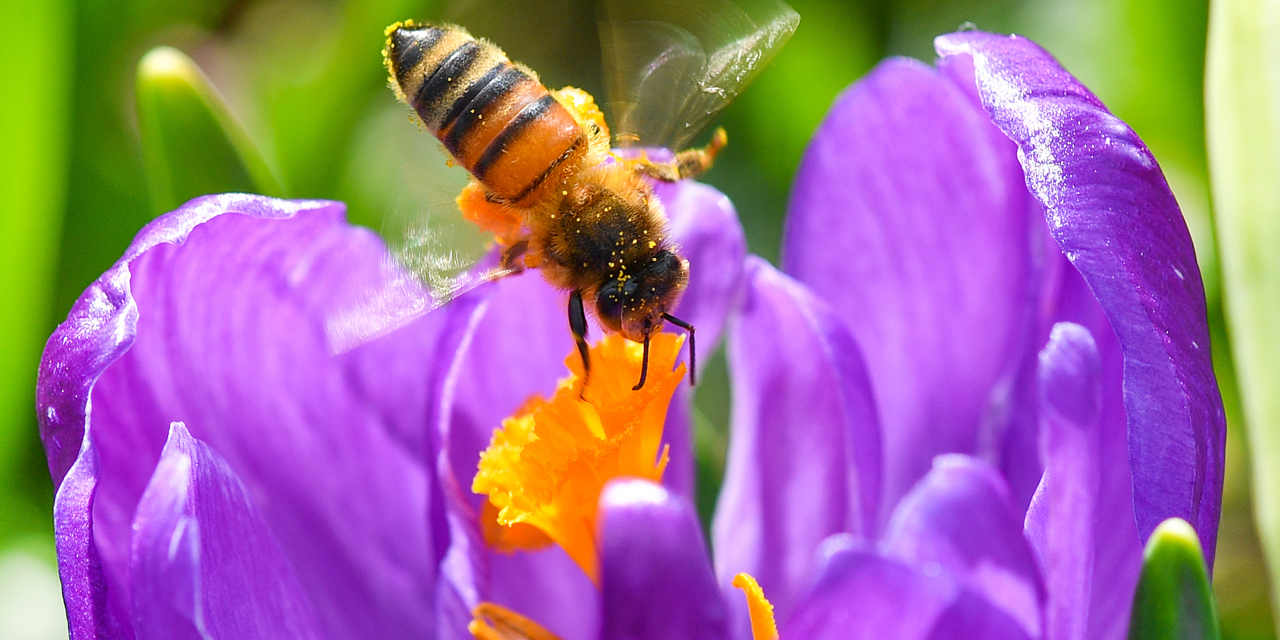 Pourquoi le printemps tombe le 20 mars cette année