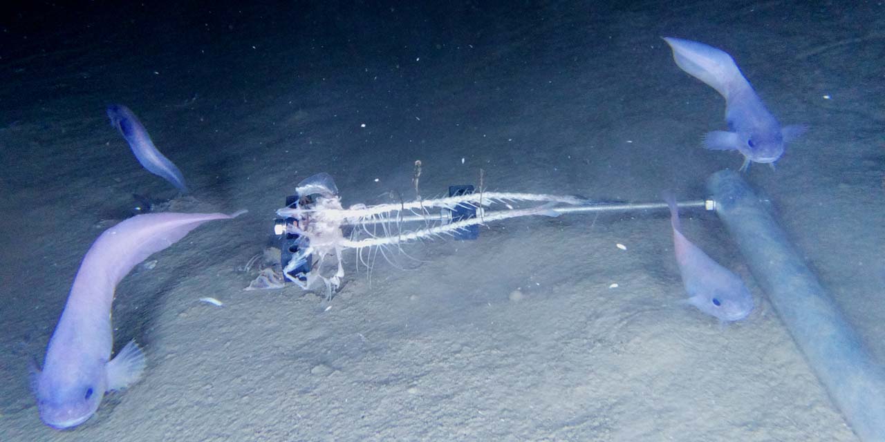 Sans arêtes ni écailles, trois nouvelles espèces de poisson identifiées ...
