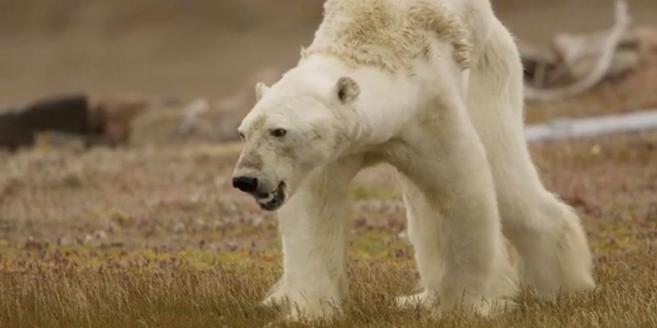 VIDEO - Les terribles images d'un ours polaire mourant de faim font le ...