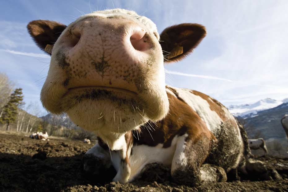 Affaire de la vache folle : vers un non-lieu