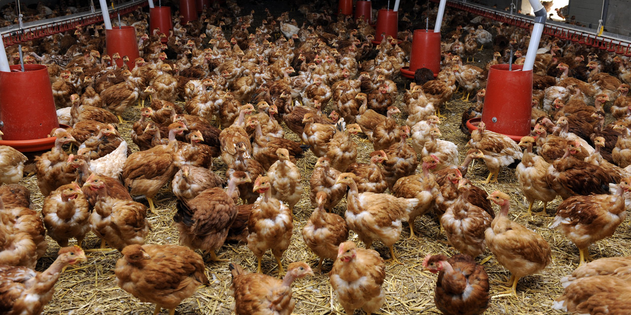 Bien-être animal : une formation obligatoire dans les élevages de ...