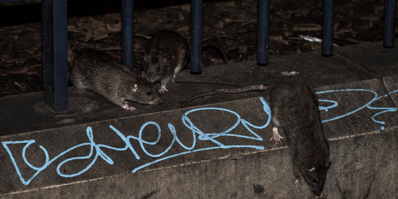 Chasse aux rats à Paris : des conseils aux habitants pour les faire ...