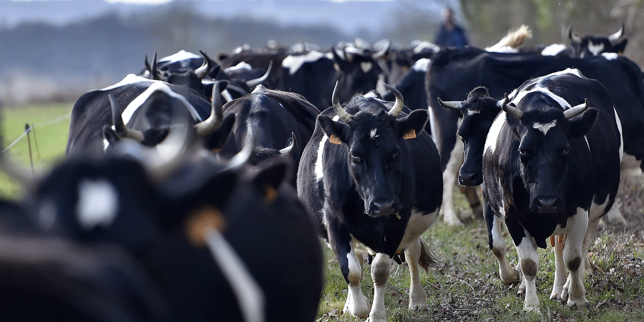 Christian Begos, éleveur de vaches laitières : "C'est un métier ...