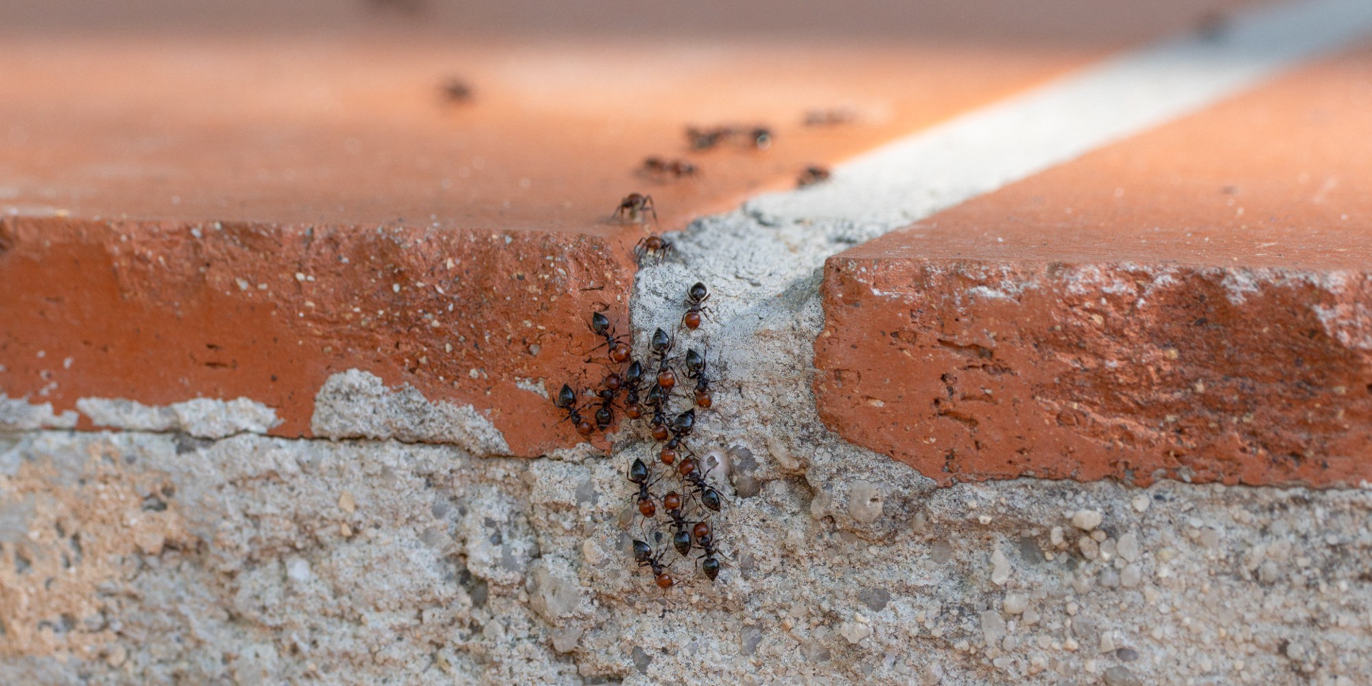 Dangereuse et envahissante : la «fourmi électrique» détectée pour la ...