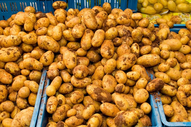 Des patates OGM en Europe