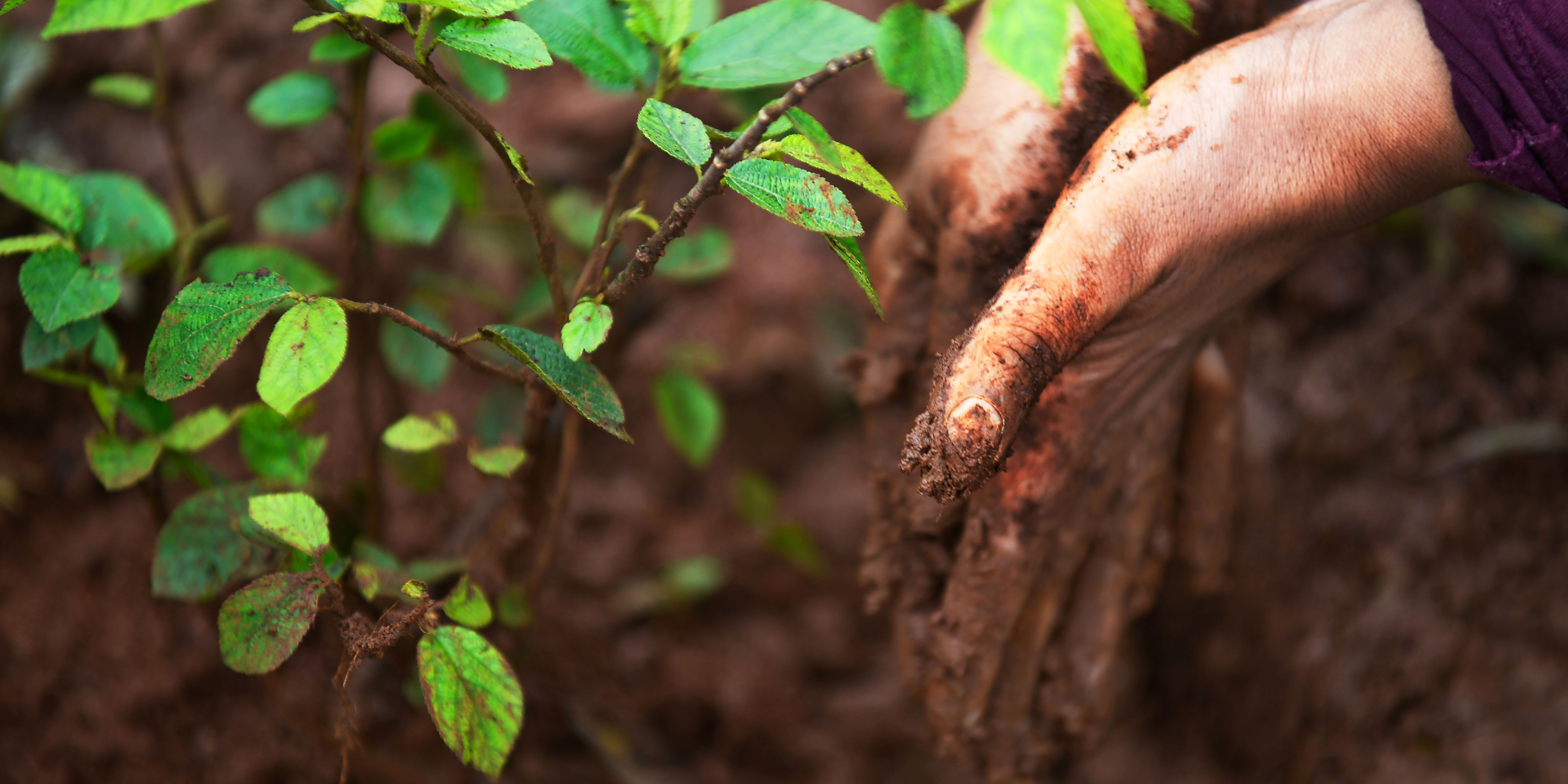 La greffe d'arbre : une solution contre le réchauffement climatique
