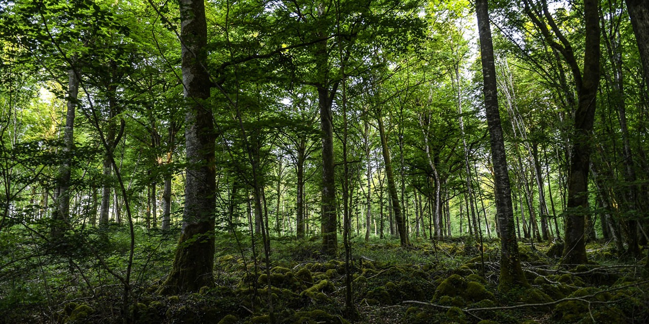 La planète est plus verte qu'il y a 20 ans