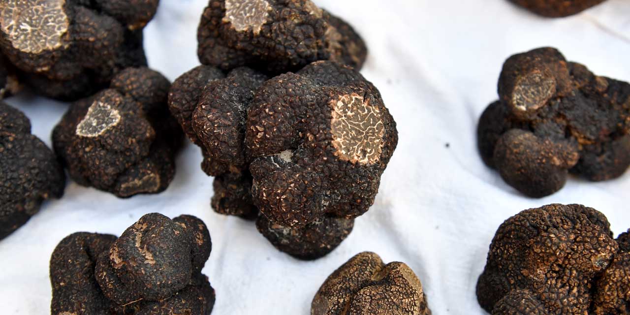 Pourquoi les truffes sont-elles moins nombreuses et plus stressées