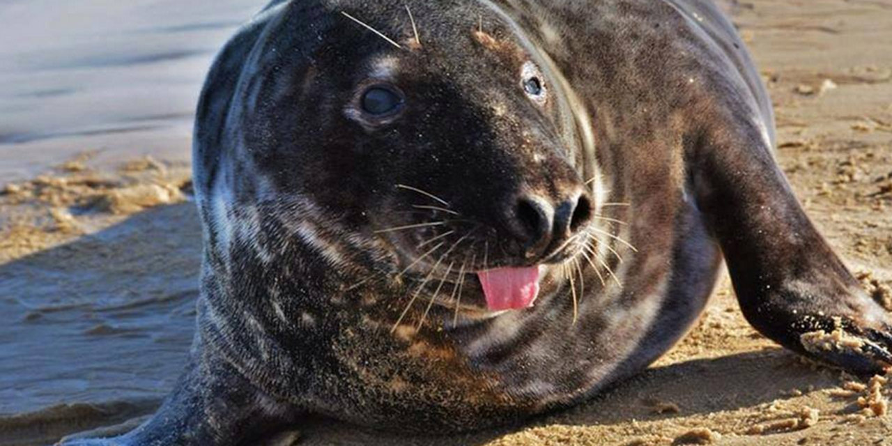 Le phoque "You" éloigné des plages de Gironde