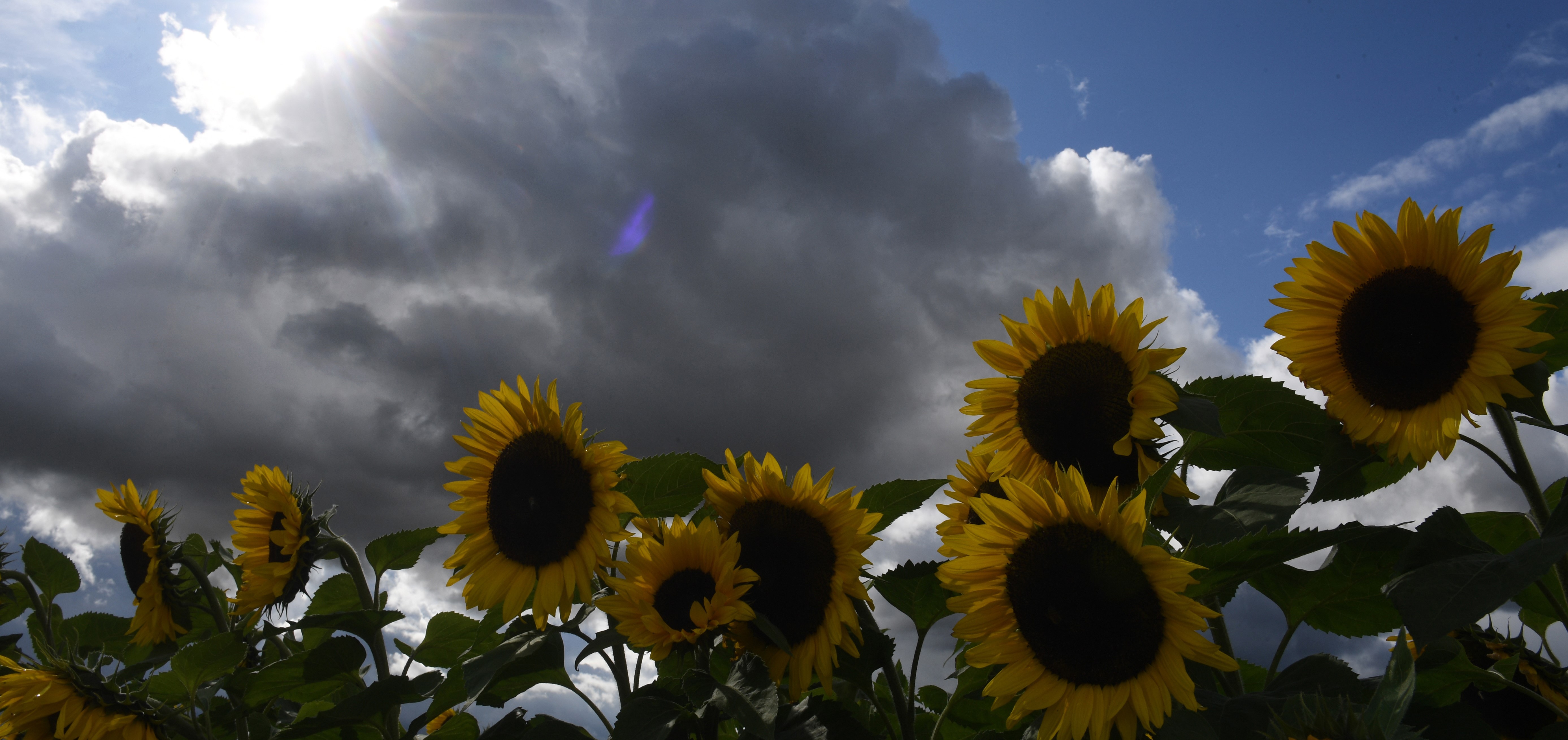 Le temps dimanche : gris le matin, éclaircies l'après-midi