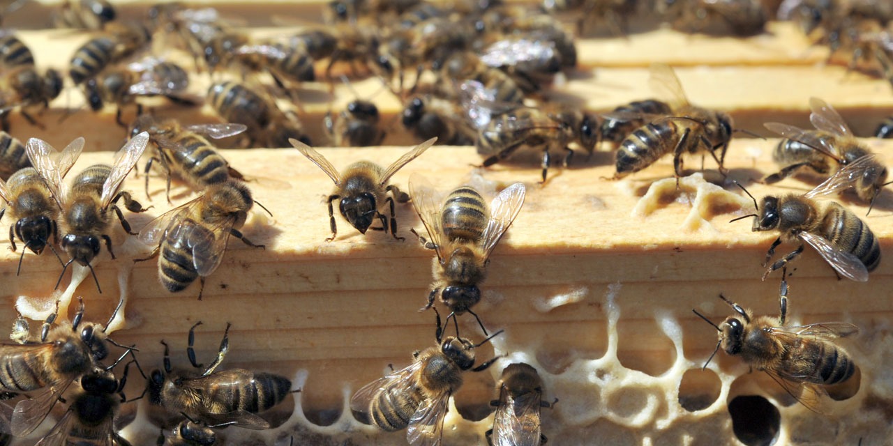 Le venin d'abeilles, nouvel espoir contre le cancer du sein