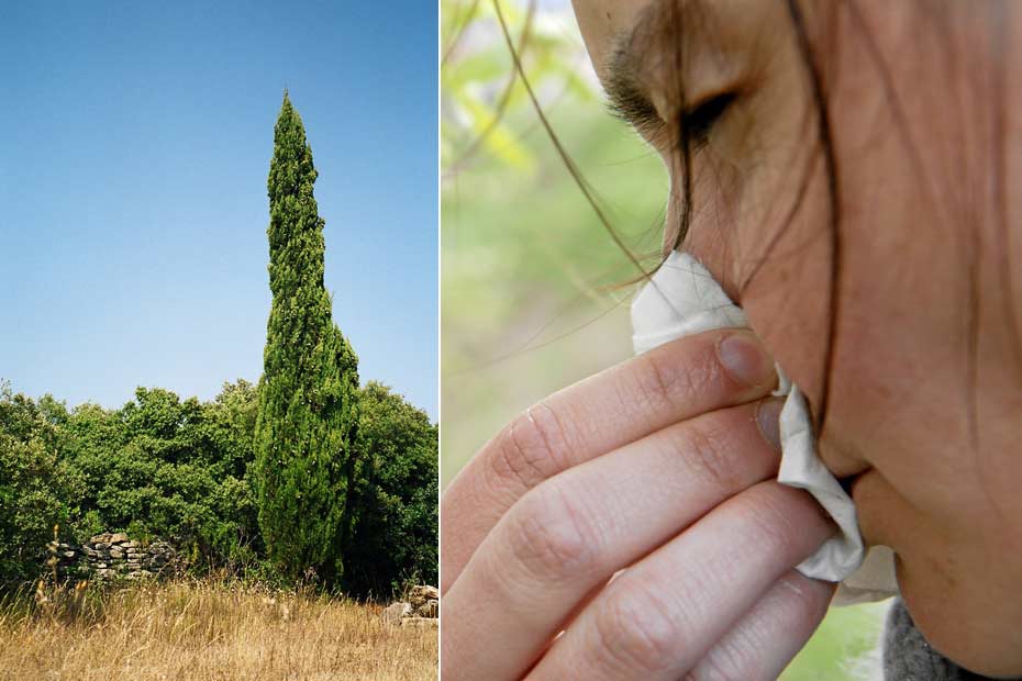Les allergies de retour… et en avance