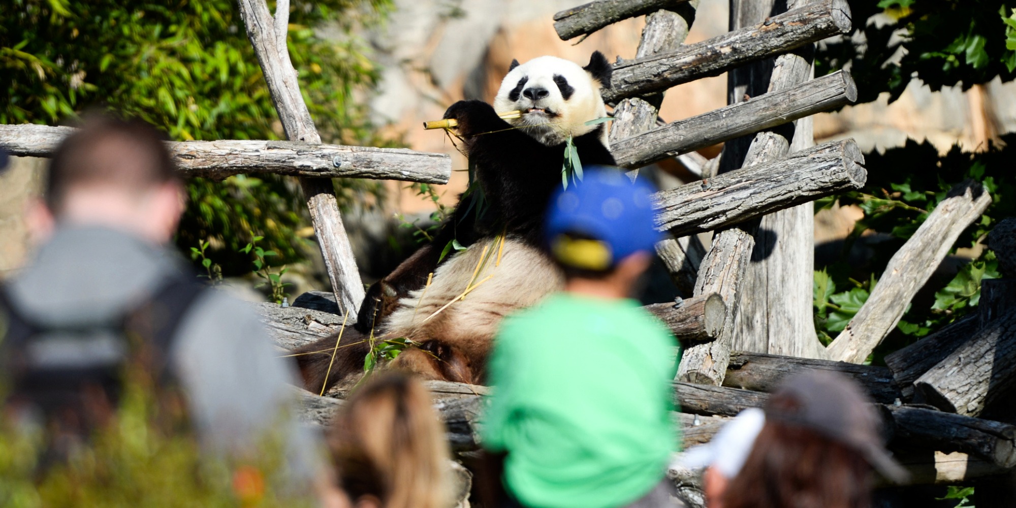 «Les oubliés des vacances» : une journée au zoo de Beauval pour 32 ...
