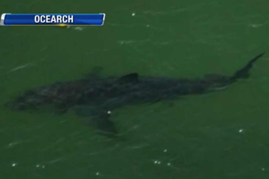 Les pérégrinations d'un requin fascinent la Floride