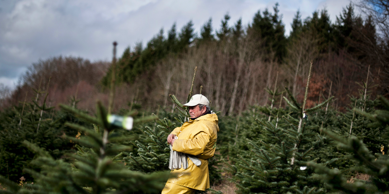 Les premiers sapins "label rouge" arrivent pour Noël