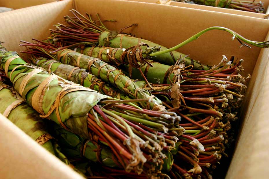 Les saisies explosent mais, au fait, c'est quoi le khat