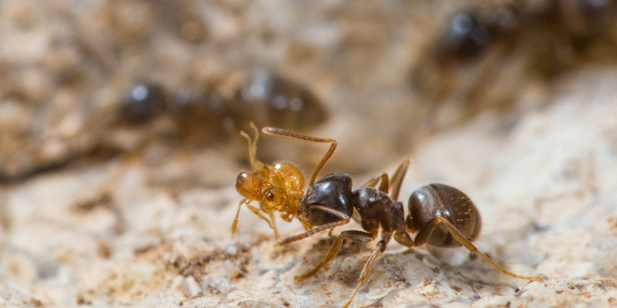 L’inquiétante découverte d’un nouveau foyer de «fourmis électriques» en ...