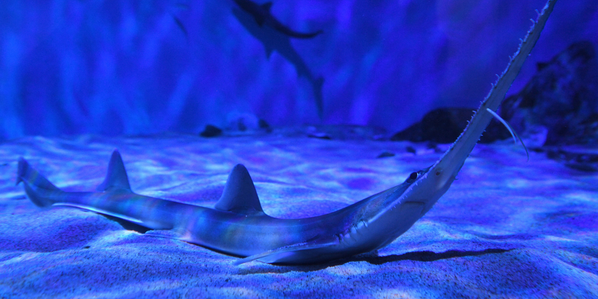 Mission reproduction : de Brest à Montpellier, le convoi inédit d'un ...