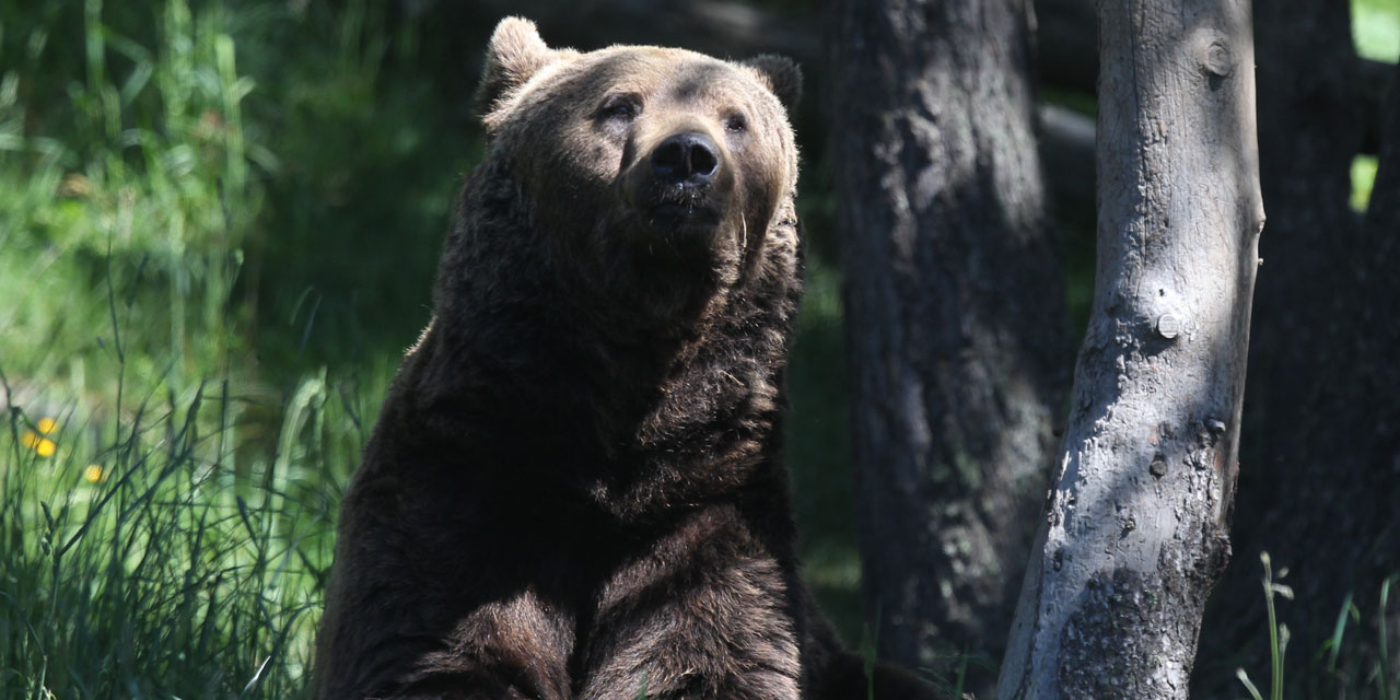 Ours dans les Pyrénées : "de nouveaux lâchers indispensables"
