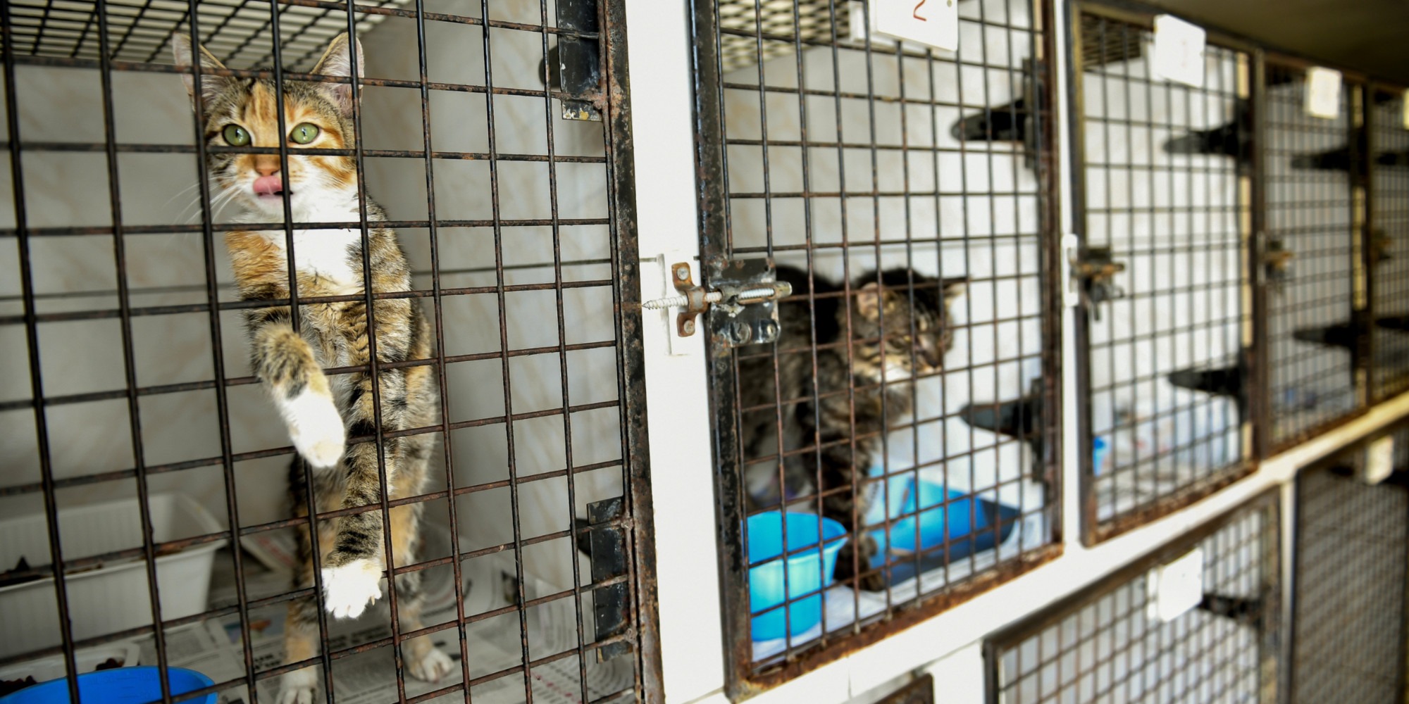 Plus de 16.400 animaux recueillis par la SPA cet été, «une situation ...