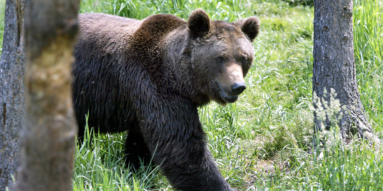 Pourquoi sauver l’ours des Pyrénées, c’est sauver "un patrimoine ...