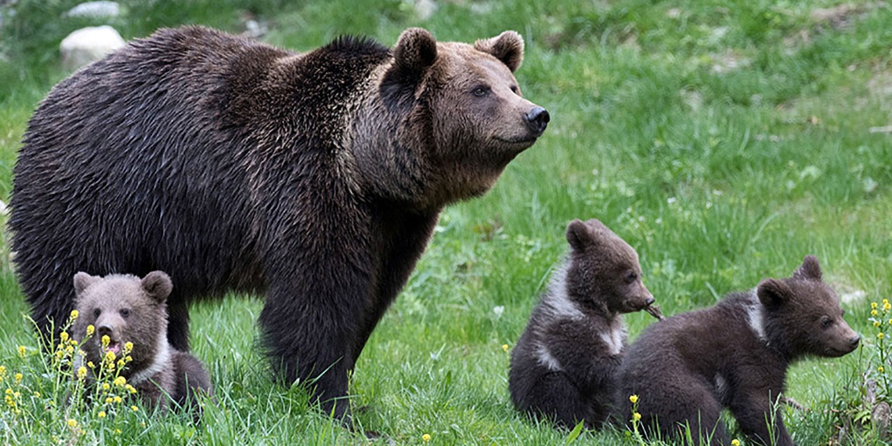 Pyrénées : sauvetage d'un ourson "seul, fatigué et dérouté"