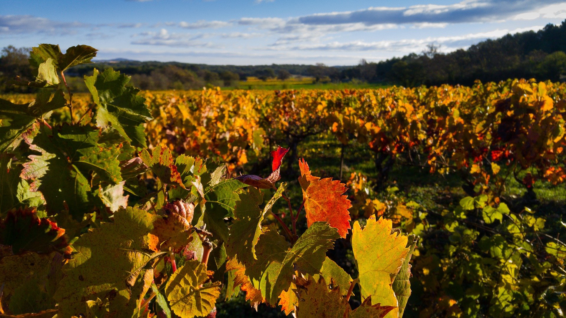 What Does The Designation clos Mean For Certain Wines Teller Report what-does-the-designation-clos-mean-for-certain-wines-teller-report