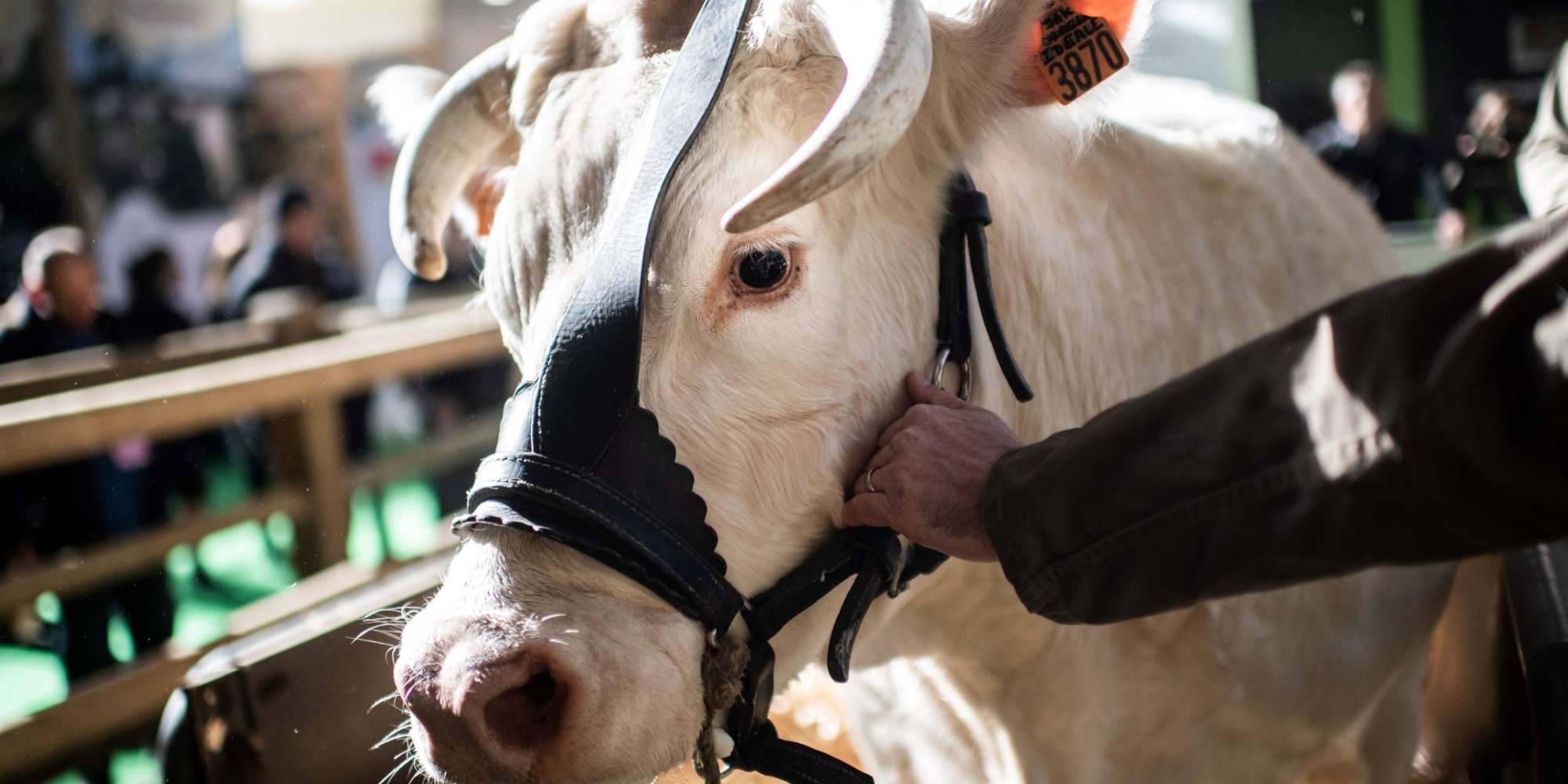 Idéale, l’égérie de la plus grande ferme de France, a fait son entrée ...