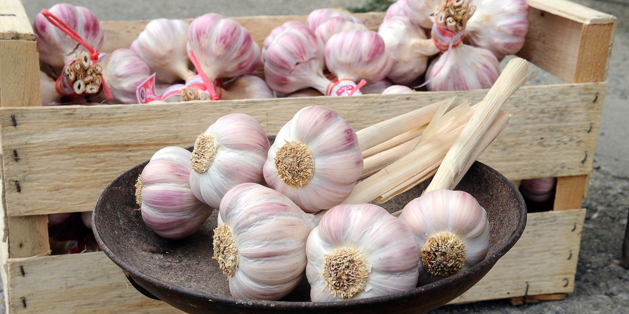 Un ail français entre au patrimoine immatériel de l'Unesco