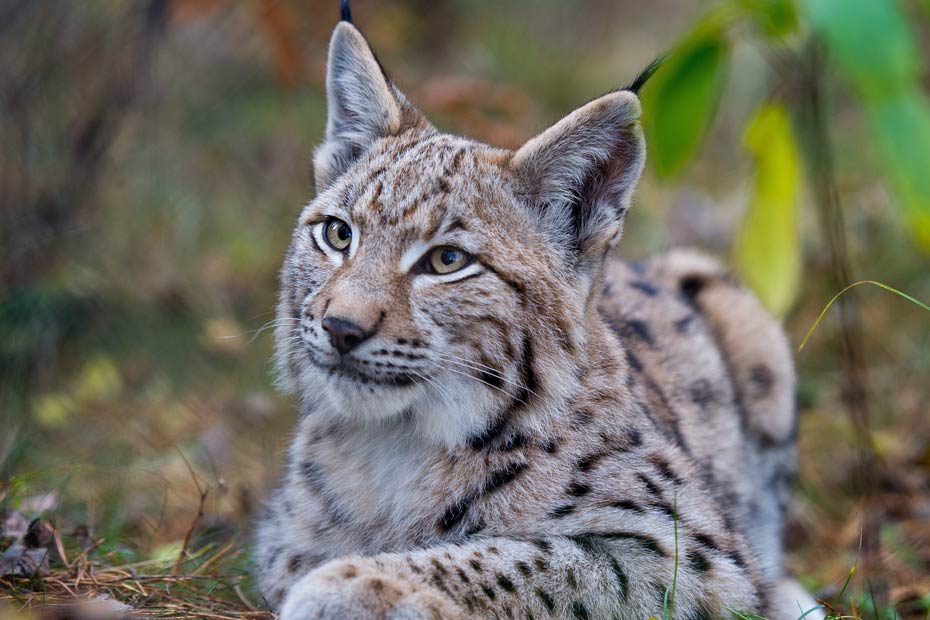 OS X 10.9 : Apple adopte le Lynx